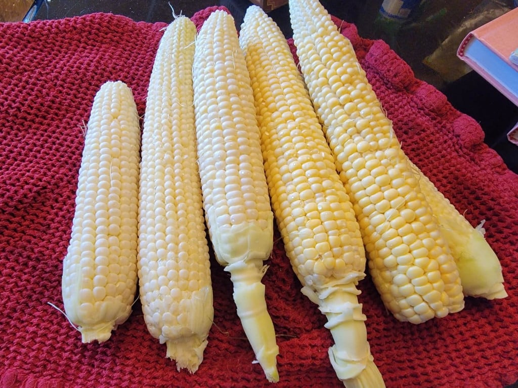 Working with Files in C# and .Net | www.CodeGuru.com